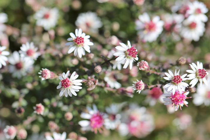 Amazing Asters for a Late-Season Show - Fine Gardening