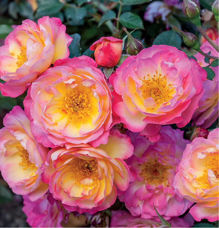 The Best New Plants for 2016 - Fine Gardening
