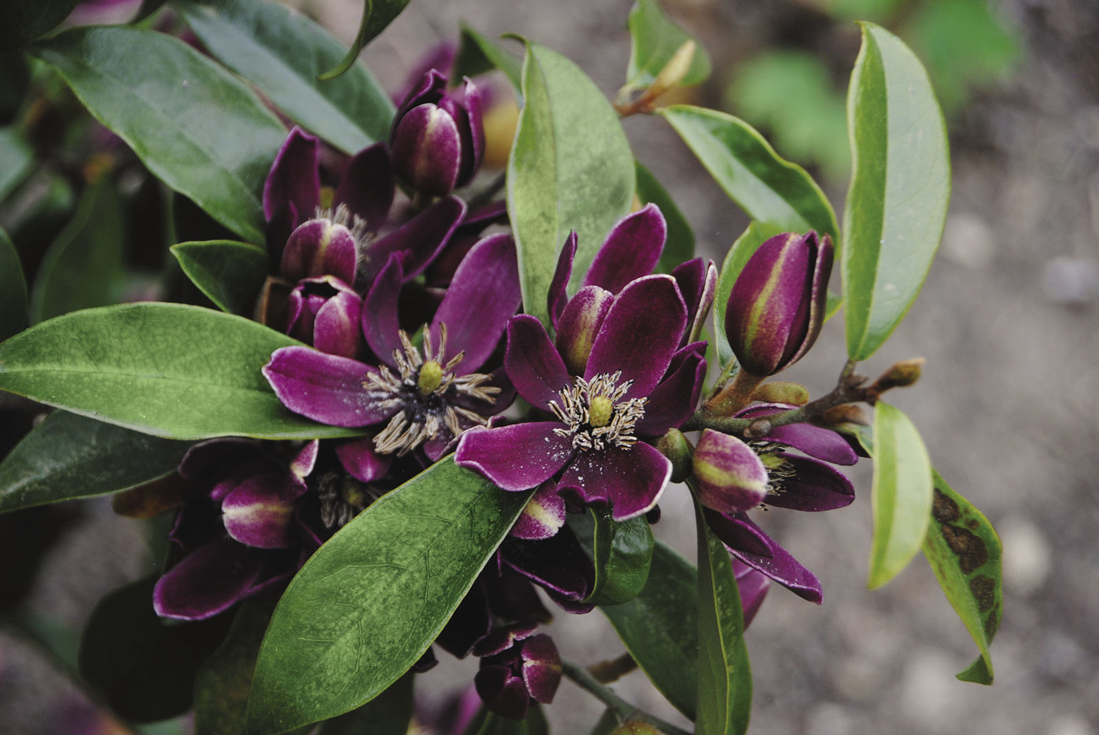 The Top 10 Magnolia Trees To Grow - Fine Gardening
