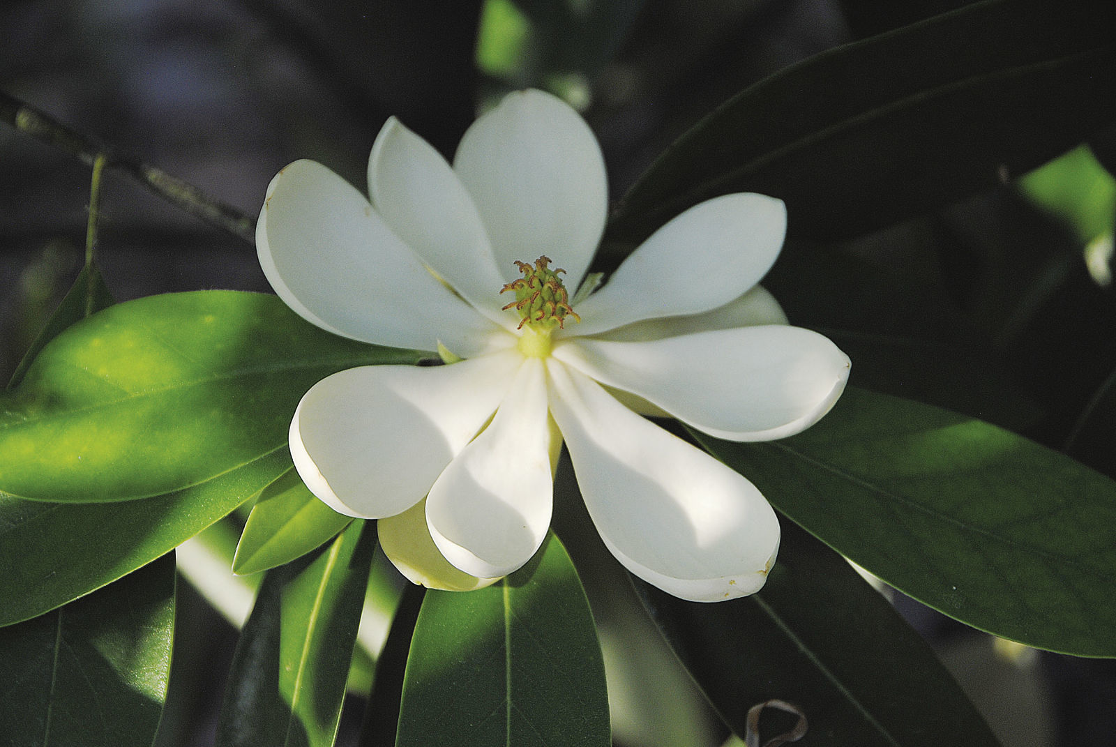 The Top 10 Magnolia Trees To Grow - Fine Gardening