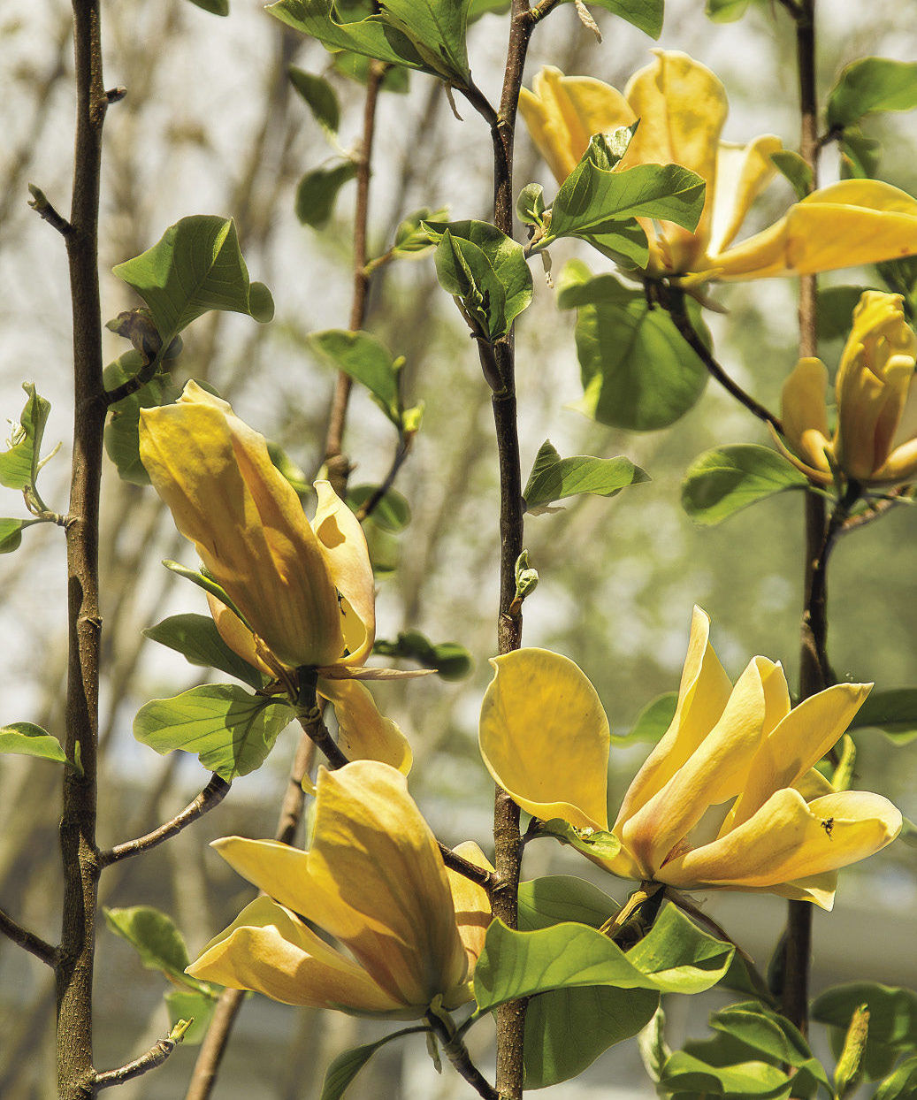 The Top 10 Magnolia Trees To Grow - Fine Gardening
