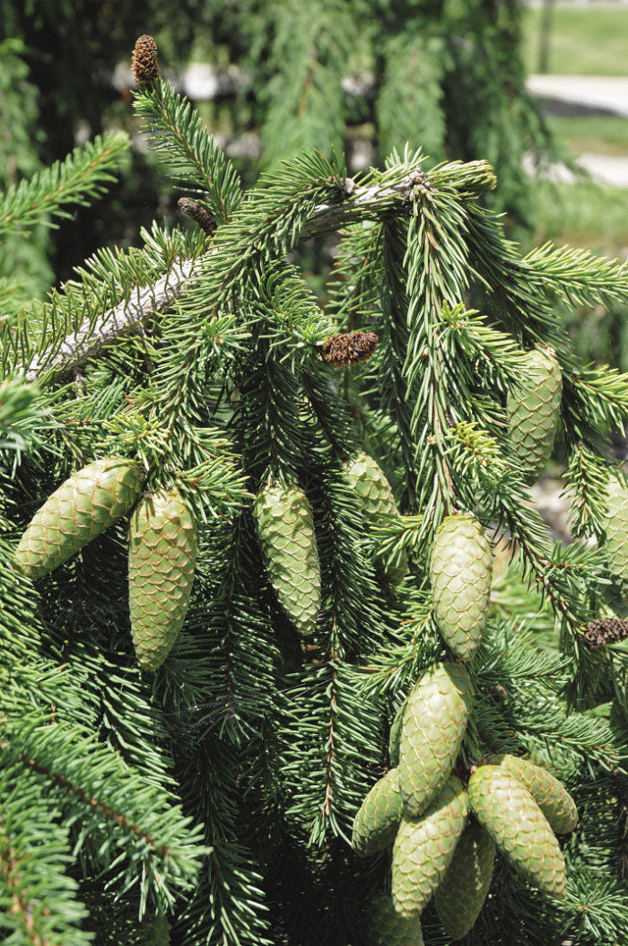Regional Picks: Late-Winter Interest - Northeast - Fine Gardening