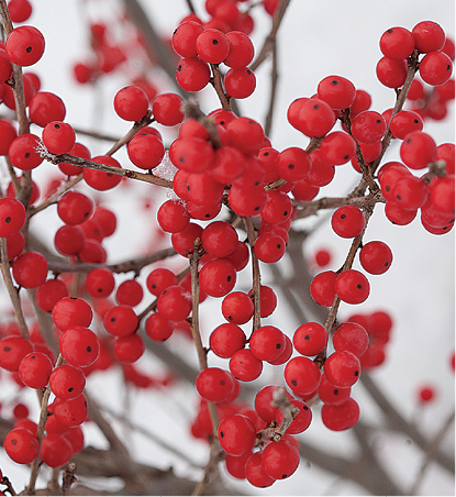 Regional Picks: Late-Winter Interest – Midwest - Fine Gardening