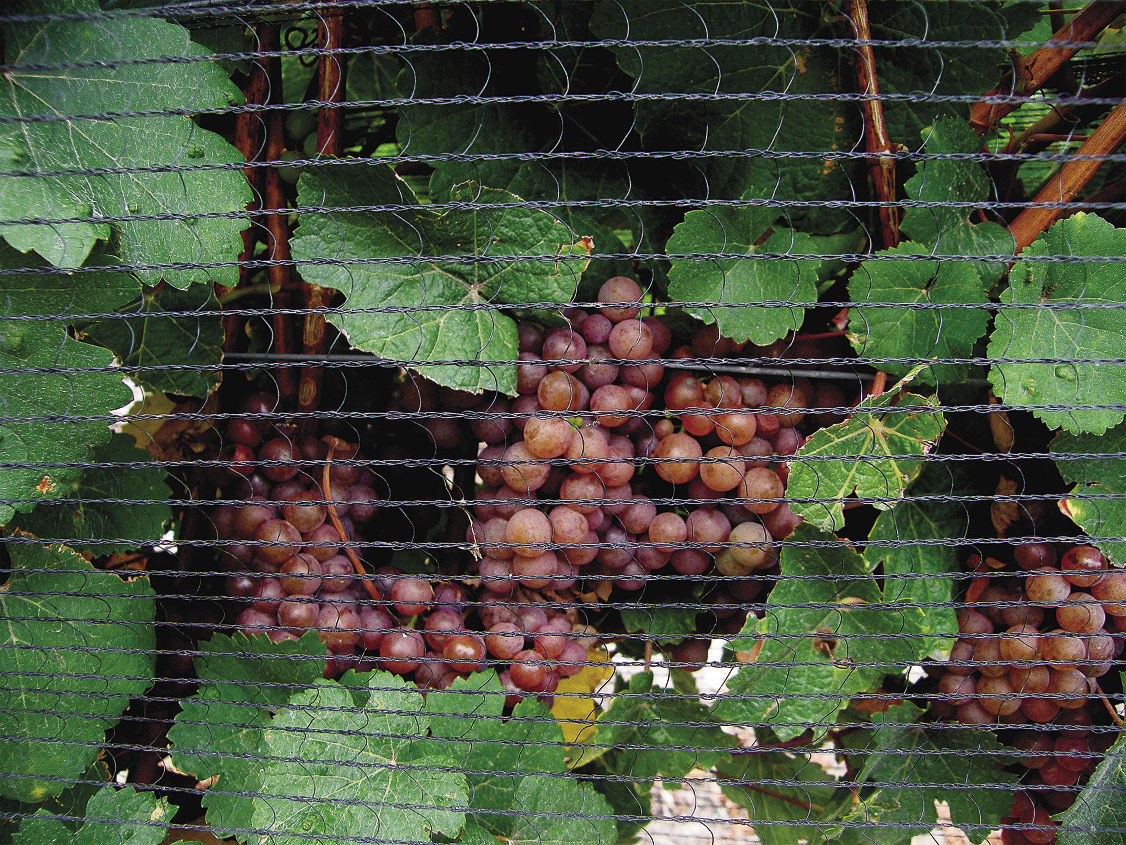 Homegrown Grapes - Fine Gardening