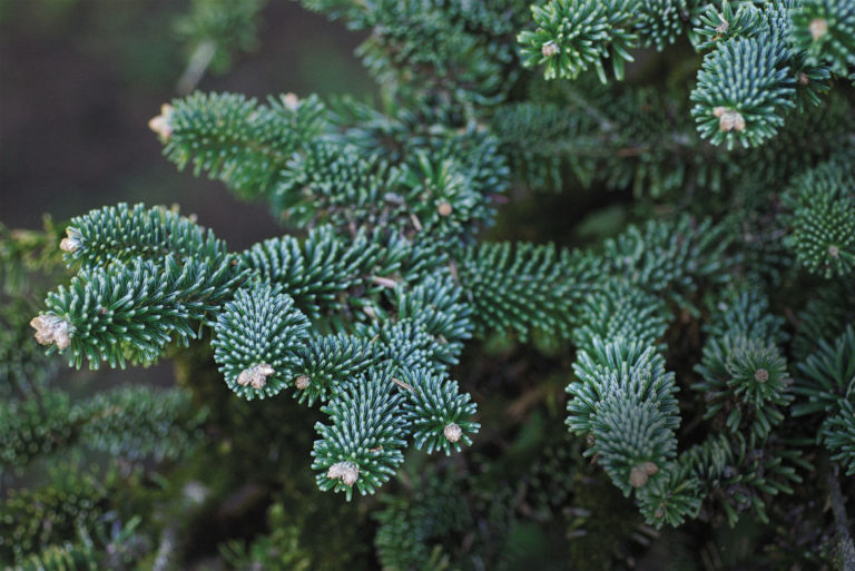 Regional Picks: Unusual Evergreens – Northeast - Fine Gardening