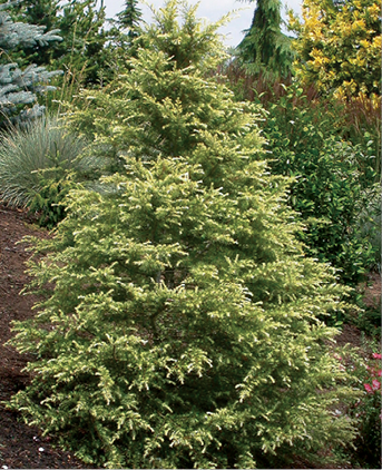 Regional Picks: Unusual Evergreens - Mountain West - Fine Gardening