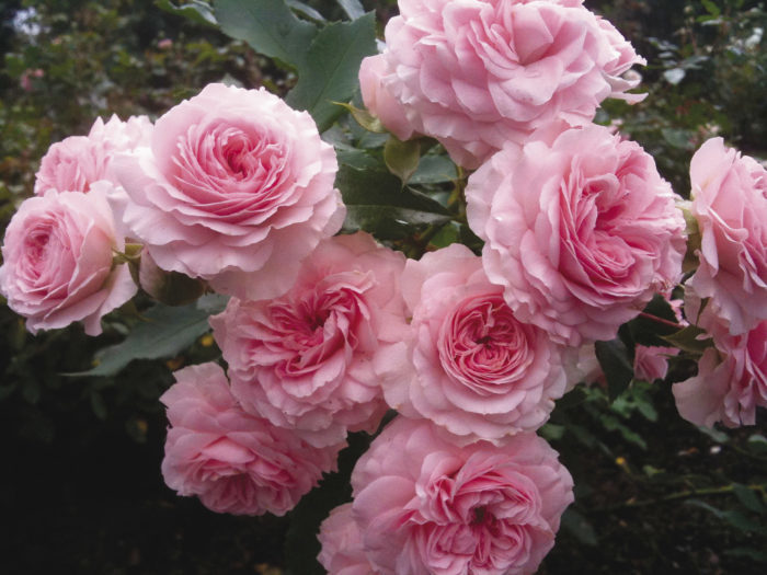 Easy, Picture-Perfect Roses - FineGardening