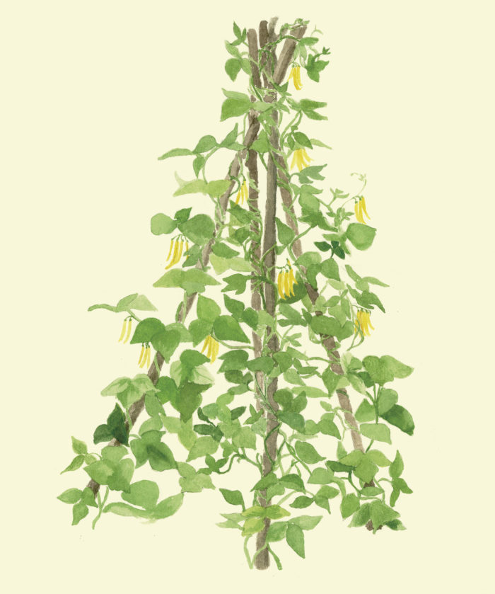 Had Trouble With Your Beans? - Fine Gardening