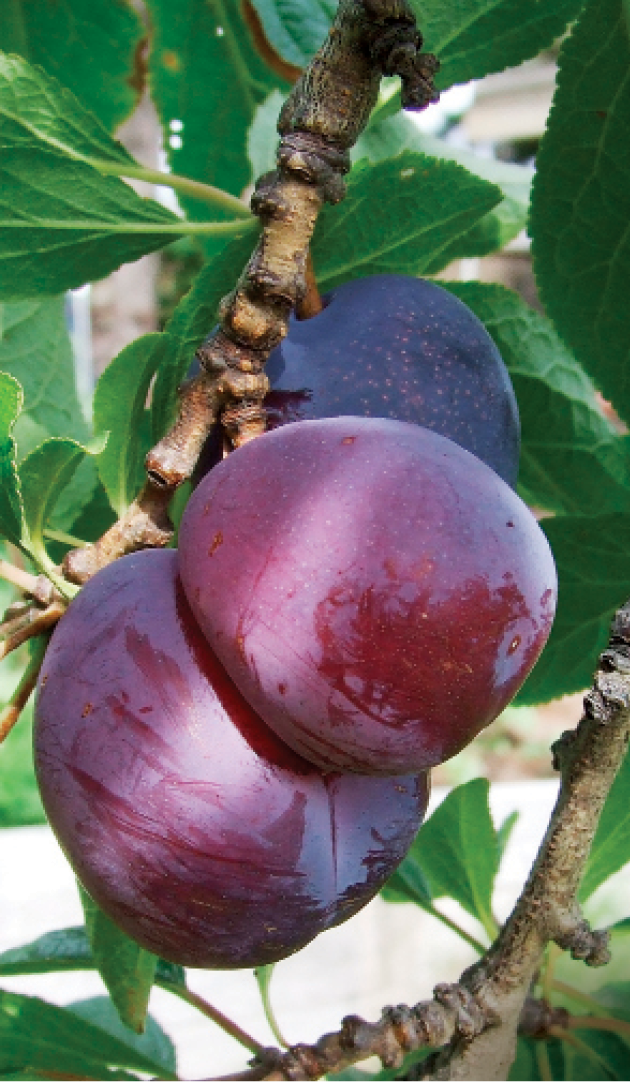 Two Ways to Prune New Fruit Trees - Fine Gardening
