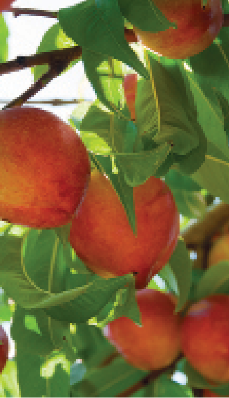 Two Ways to Prune New Fruit Trees - Fine Gardening