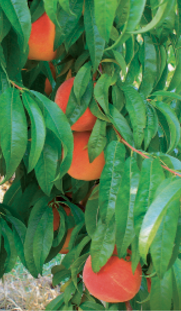 Two Ways to Prune New Fruit Trees - Fine Gardening