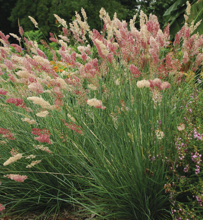 Uncommon Grasses - Fine Gardening