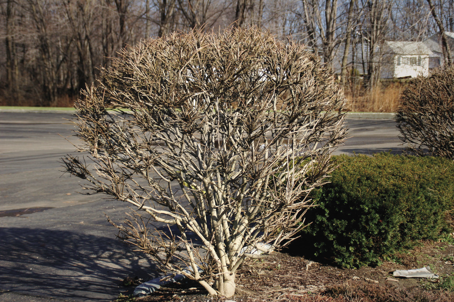 How to Fix A Poorly Pruned Plant - Fine Gardening