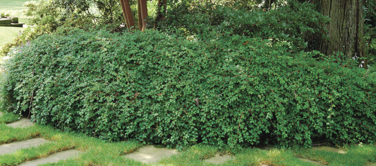 The 8 Best Plants for Privacy - Fine Gardening