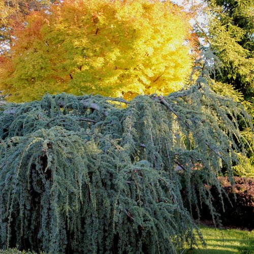 October Garden - Fine Gardening