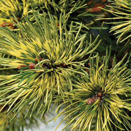Falling in Love with Conifers | Letter from the Editor - Fine Gardening