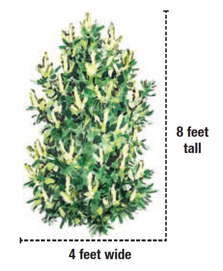 9 Cool Variegated Conifers - Fine Gardening