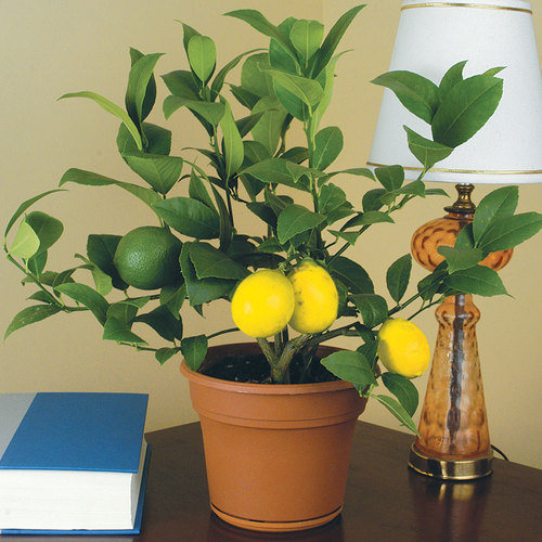 How to Grow Citrus Trees Indoors - Fine Gardening