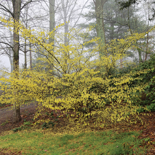 How to Tell if a Shrub Is a Show-Stopper - FineGardening