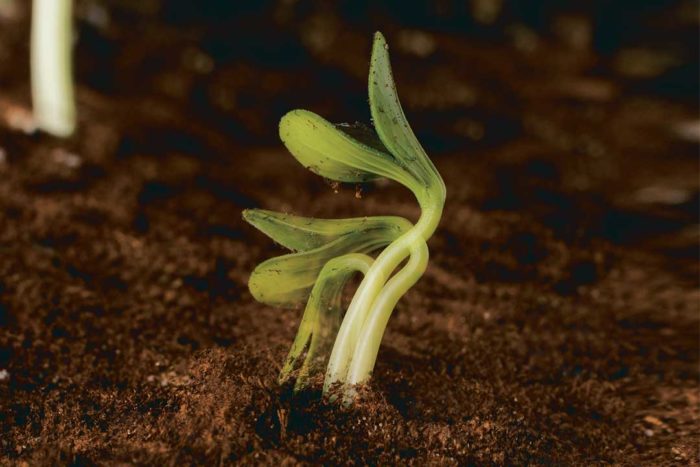 The Science of Seed Starting - Fine Gardening