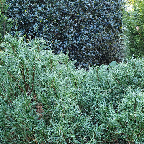 Dwarf Conifers That Can Take the Heat - Fine Gardening