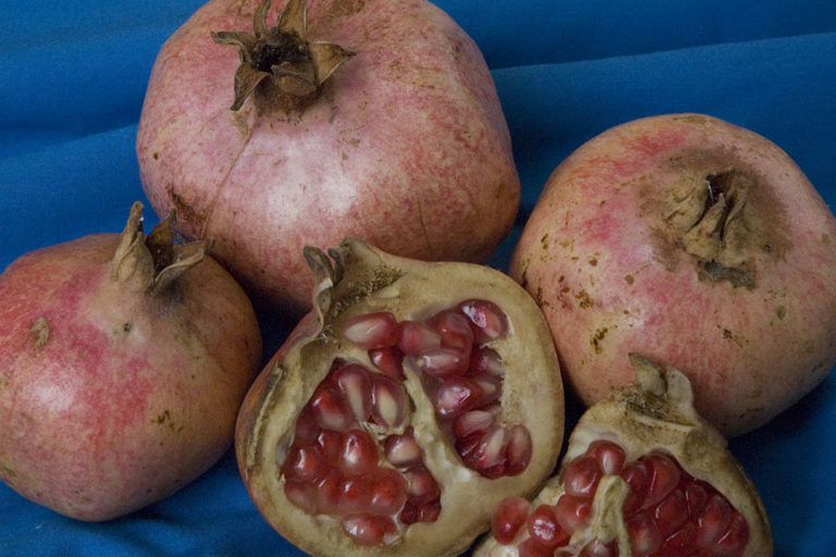 Growing Pomegranates in Northern California - Fine Gardening