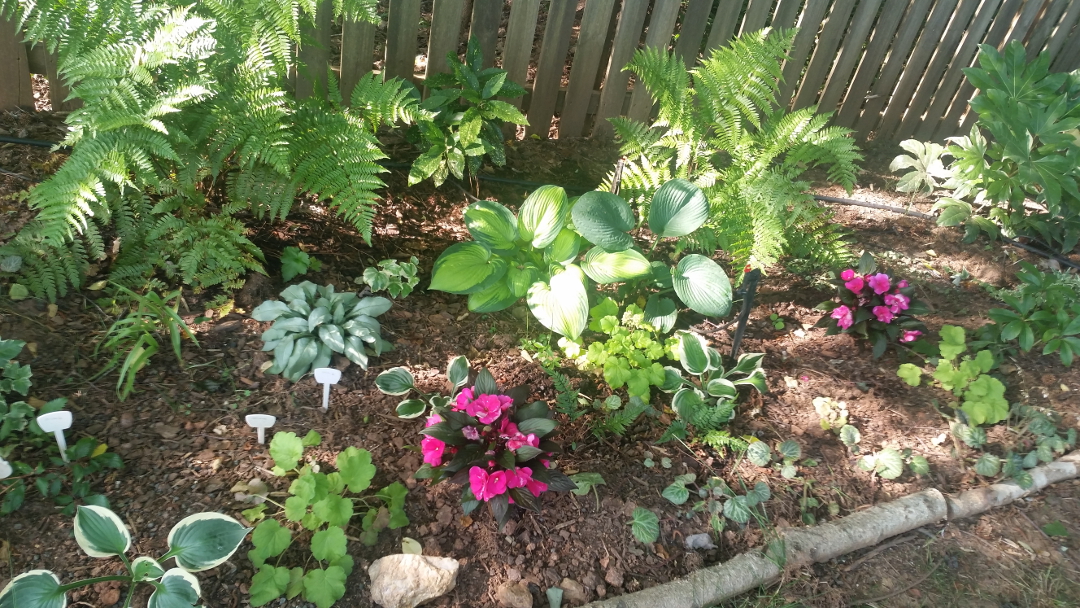 Three Years in a New Garden - Fine Gardening