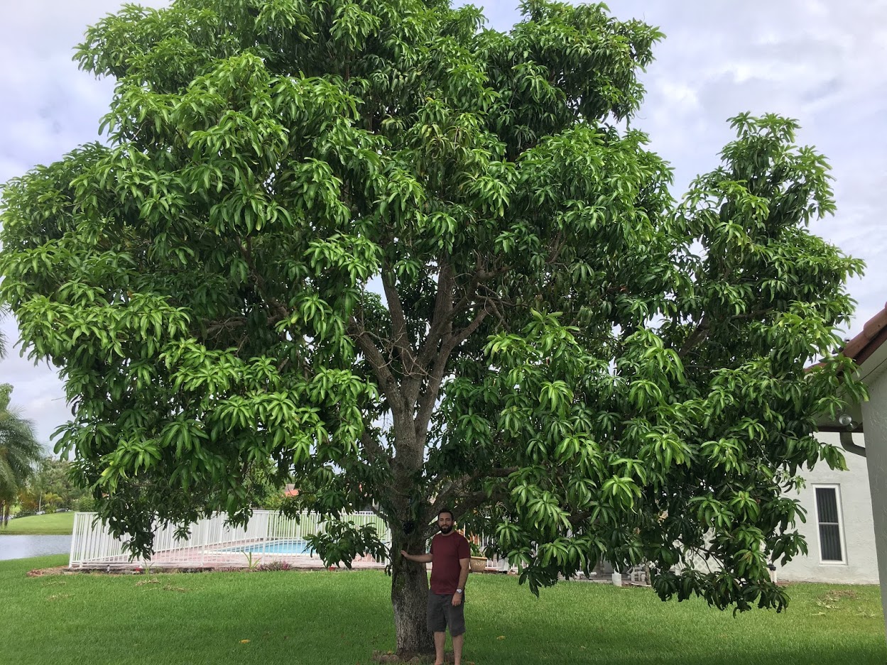 A Garden in Plantation, Florida - Fine Gardening