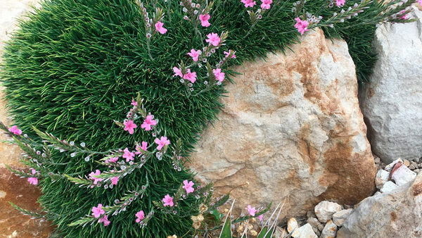 Container Crevice Garden - Fine Gardening