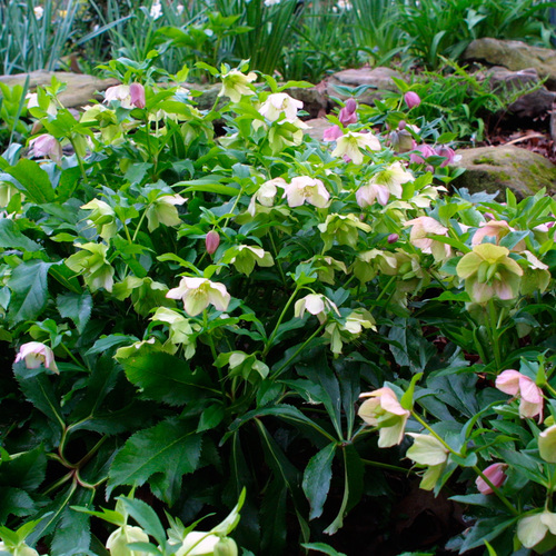 Hearty, Handsome Hellebores for Northern California - Fine Gardening