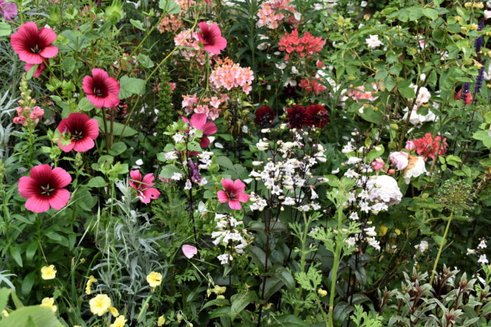 Dense Plantings for Wild Beauty - Fine Gardening