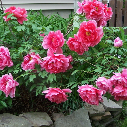 Finding Plants That Work - Fine Gardening