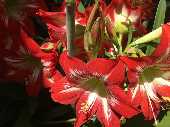 Southern California: January Garden To-Do List - Fine Gardening