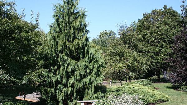 Catalpa Trees, Catawba Worms, and Southern Lore - FineGardening
