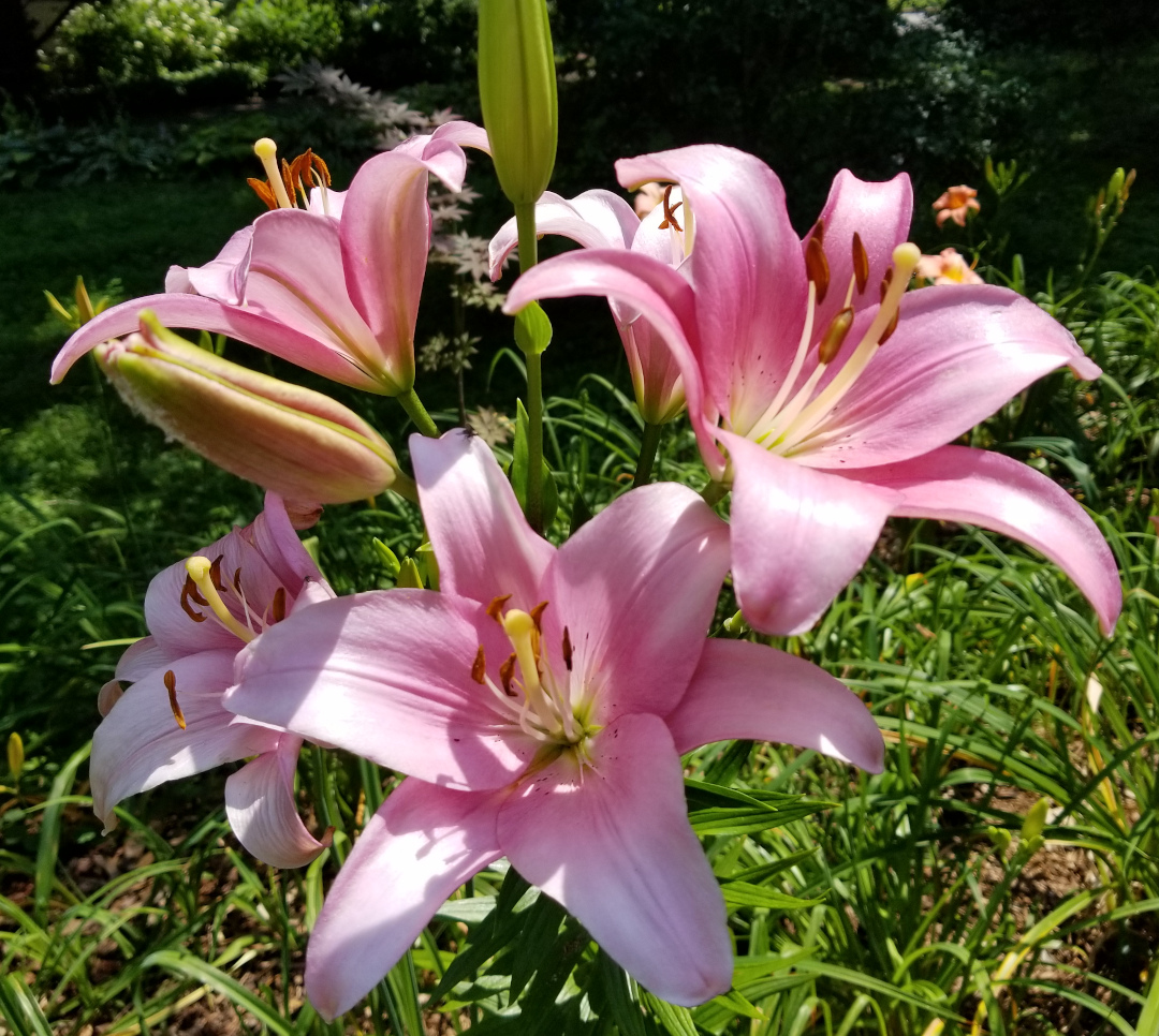A Celebration of Lilies (for a Hot and Humid Climate) - Fine Gardening