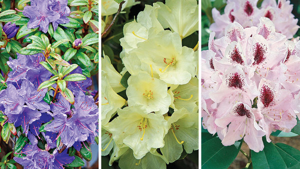 Rhododendrons for Fantastic Foliage - Fine Gardening