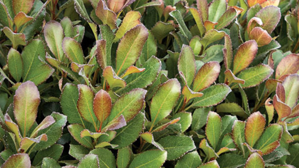 Regional Picks: Spring Color—Northwest - FineGardening