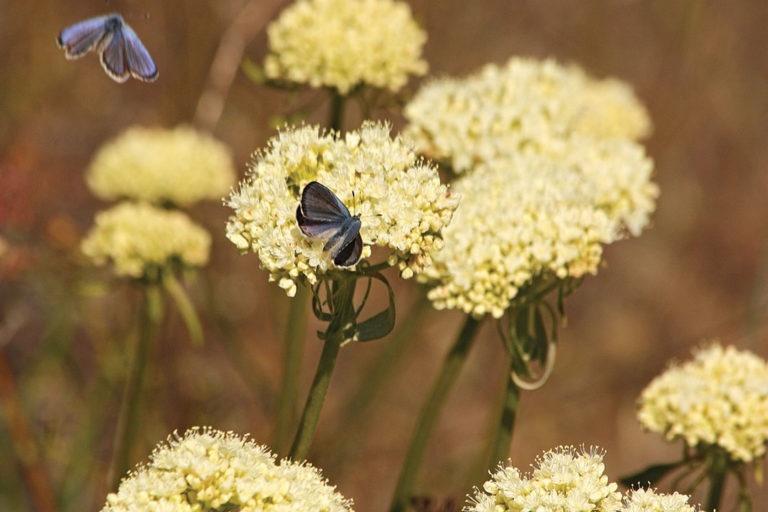 7 Important Host Plants for Pollinators - Fine Gardening