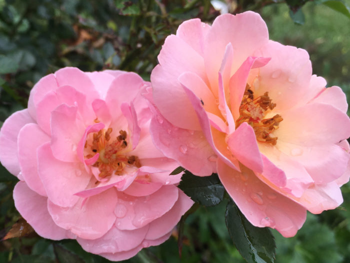 A Celebration of Roses (for a Hot and Humid Climate) - Fine Gardening