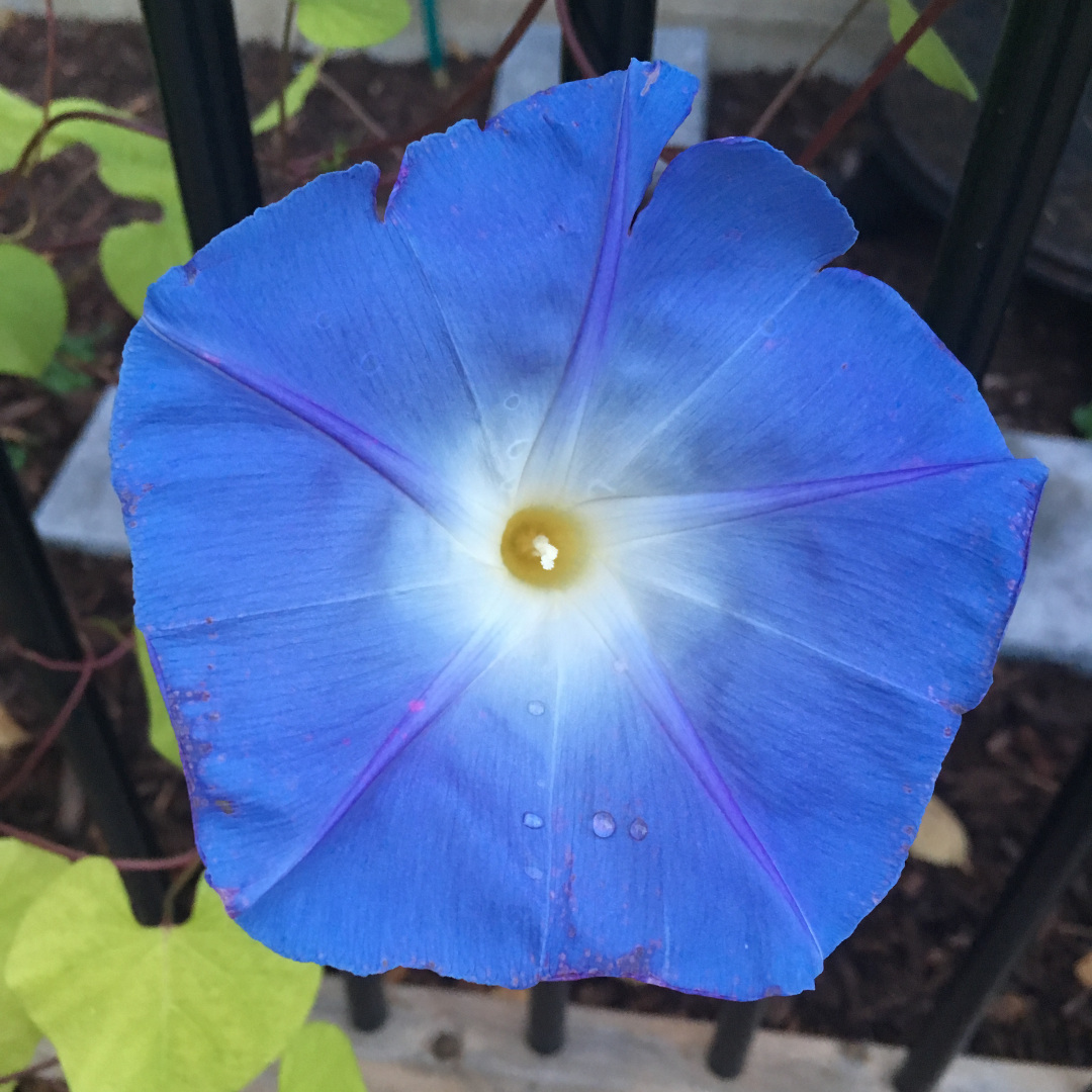 Shape in the Garden - Fine Gardening