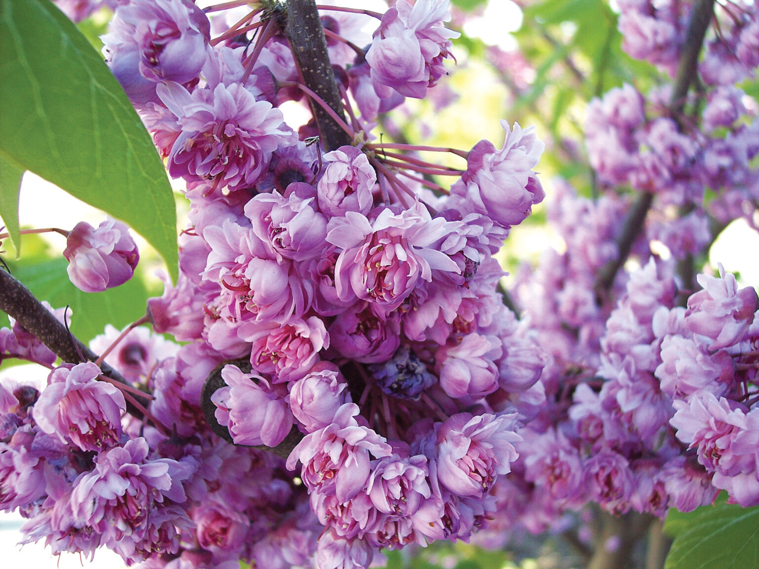 Pruning and Staking a Weeping Redbud - Fine Gardening
