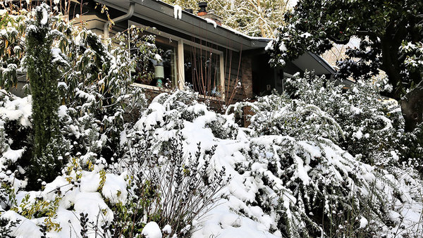 Mid-Atlantic: February Garden To-Do List - FineGardening