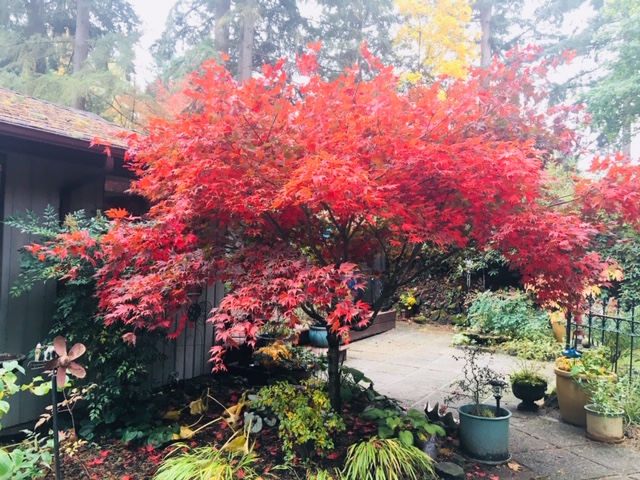 From Overgrown to Gorgeous - Fine Gardening