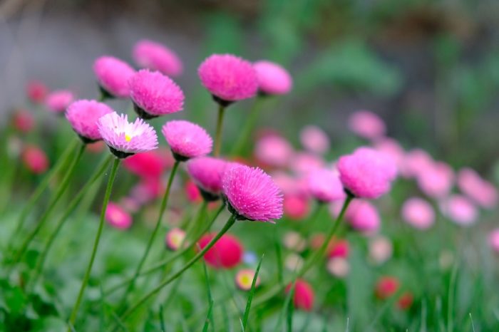 Flowers in a Turkish Garden - Fine Gardening