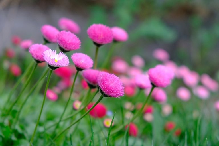 Flowers in a Turkish Garden - Fine Gardening