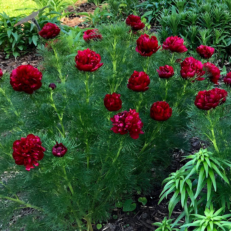 Designing With Red in the Midwest - Fine Gardening