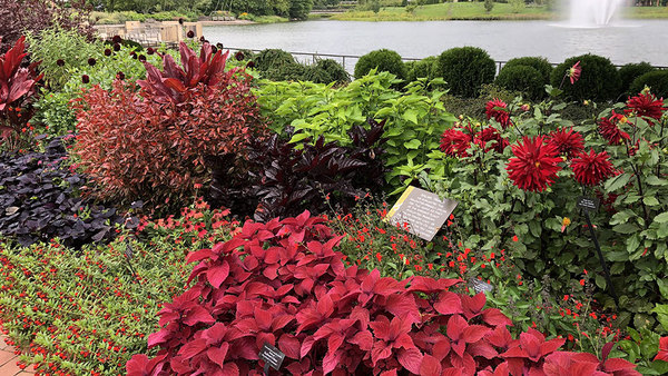 Seeing Red - Fine Gardening