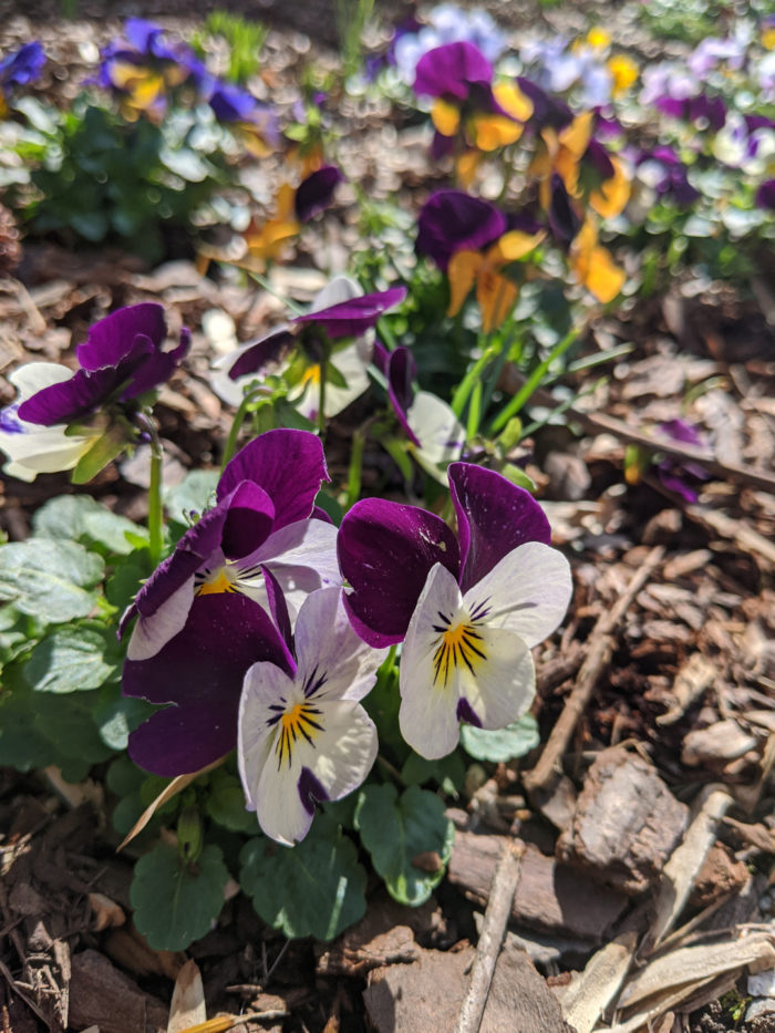 Early Spring Flowers In Virginia