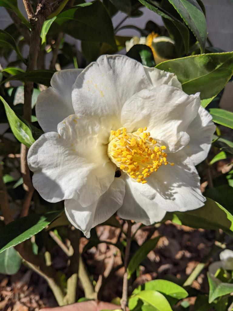 Early Spring Flowers In Virginia