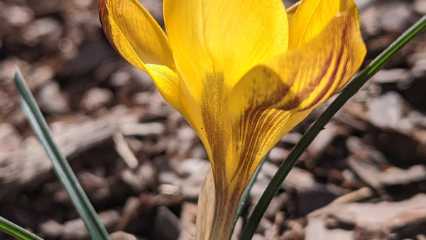 Giant fleeceflower - FineGardening